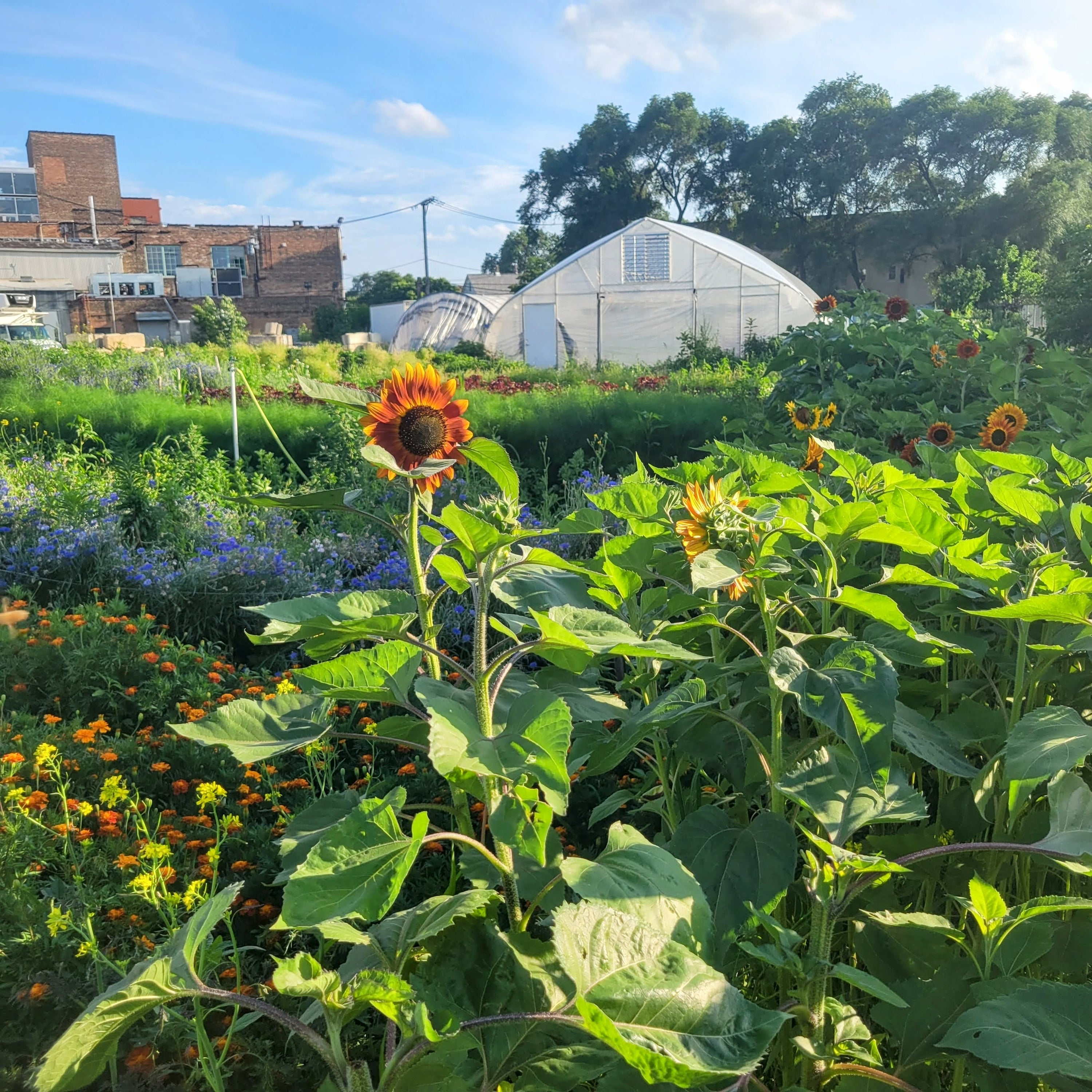 About us – Closed Loop Farms