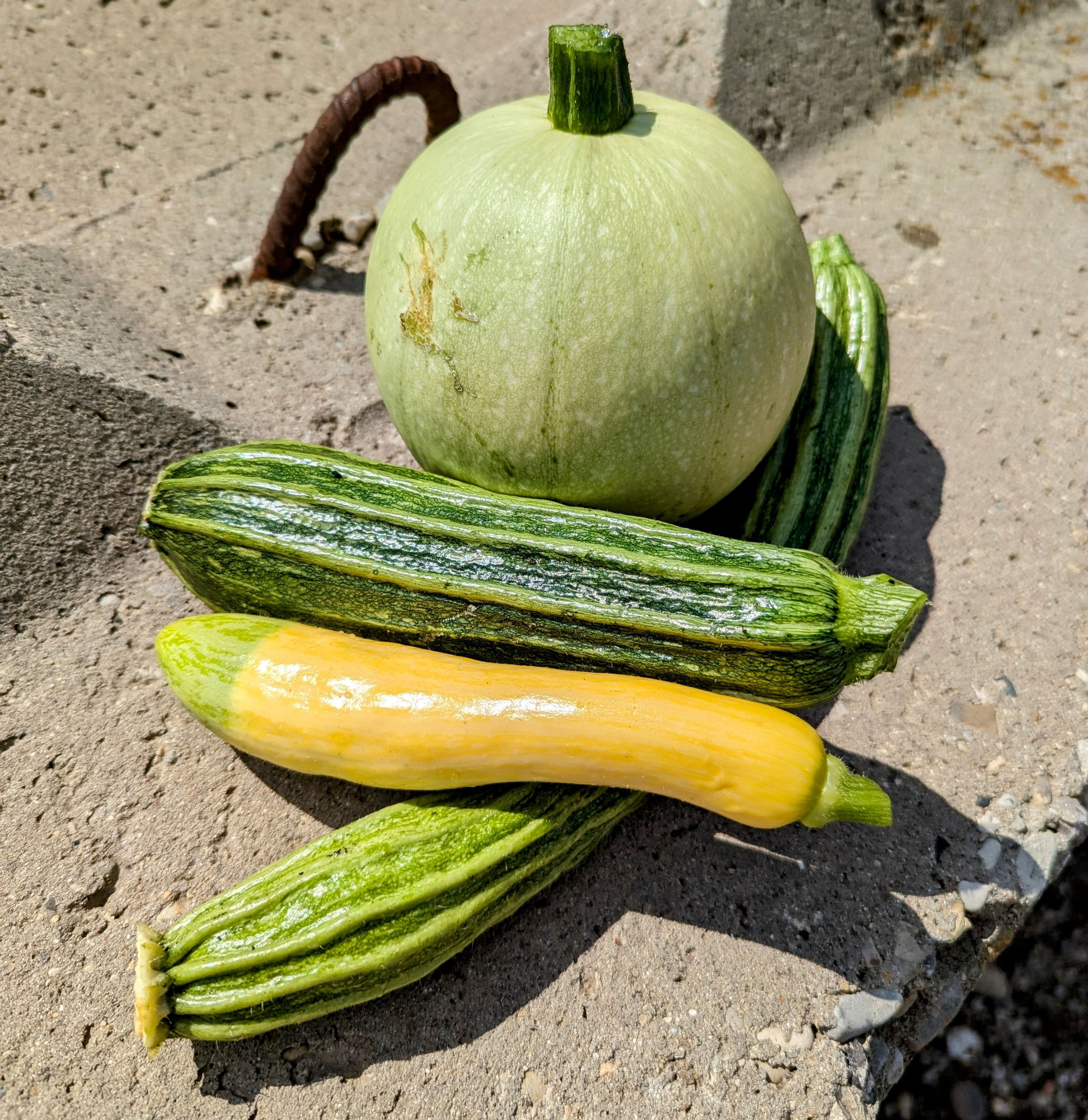 Summer Squash – Closed Loop Farms